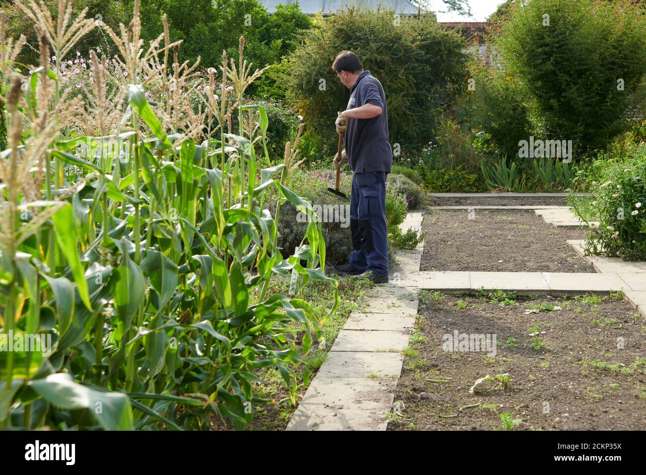 Gardener working in the garden at Burton Agnes Hall, East Yorkshire ...