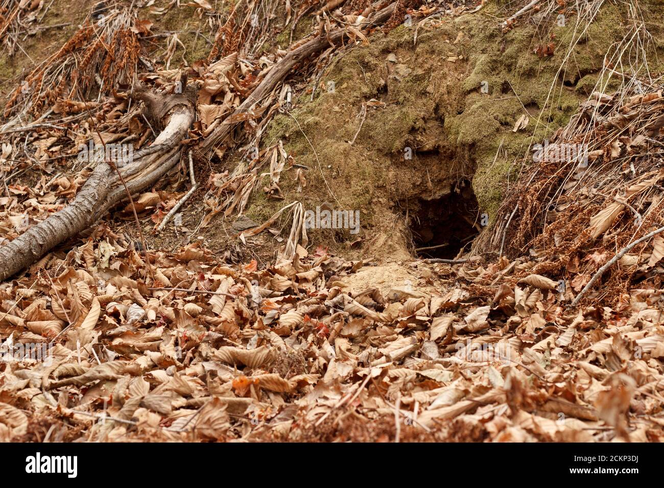 Fox hole hi-res stock photography and images - Alamy