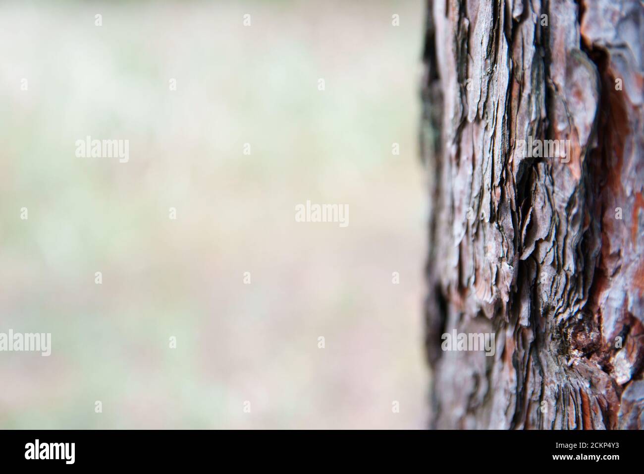 Pattern of bark with blurred background, copy space. Woodland shooted ...