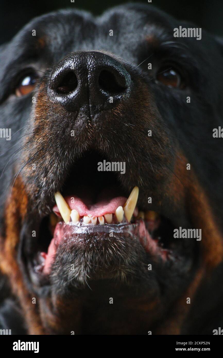 Rottweilers teeth hi-res stock photography and images - Alamy