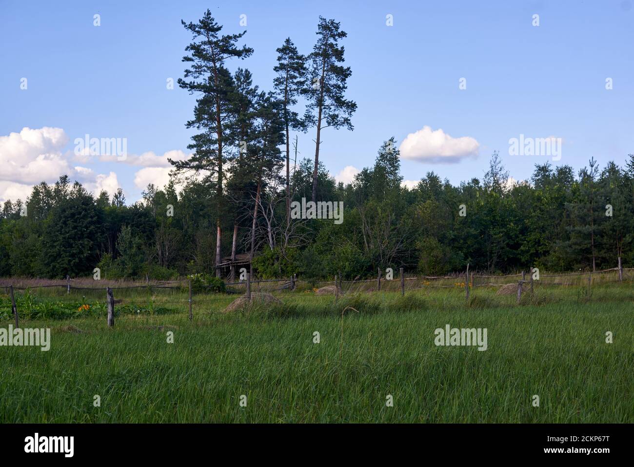 Fenced garden and forest behind it, lush green grass, summer time Stock ...