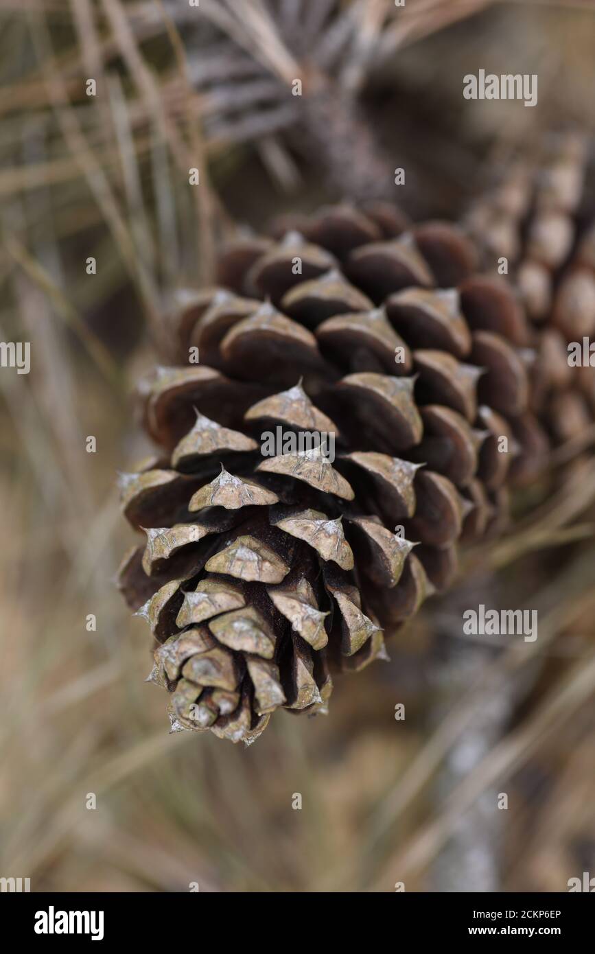 Pine cone on a tree in an East Texas forest Stock Photo - Alamy