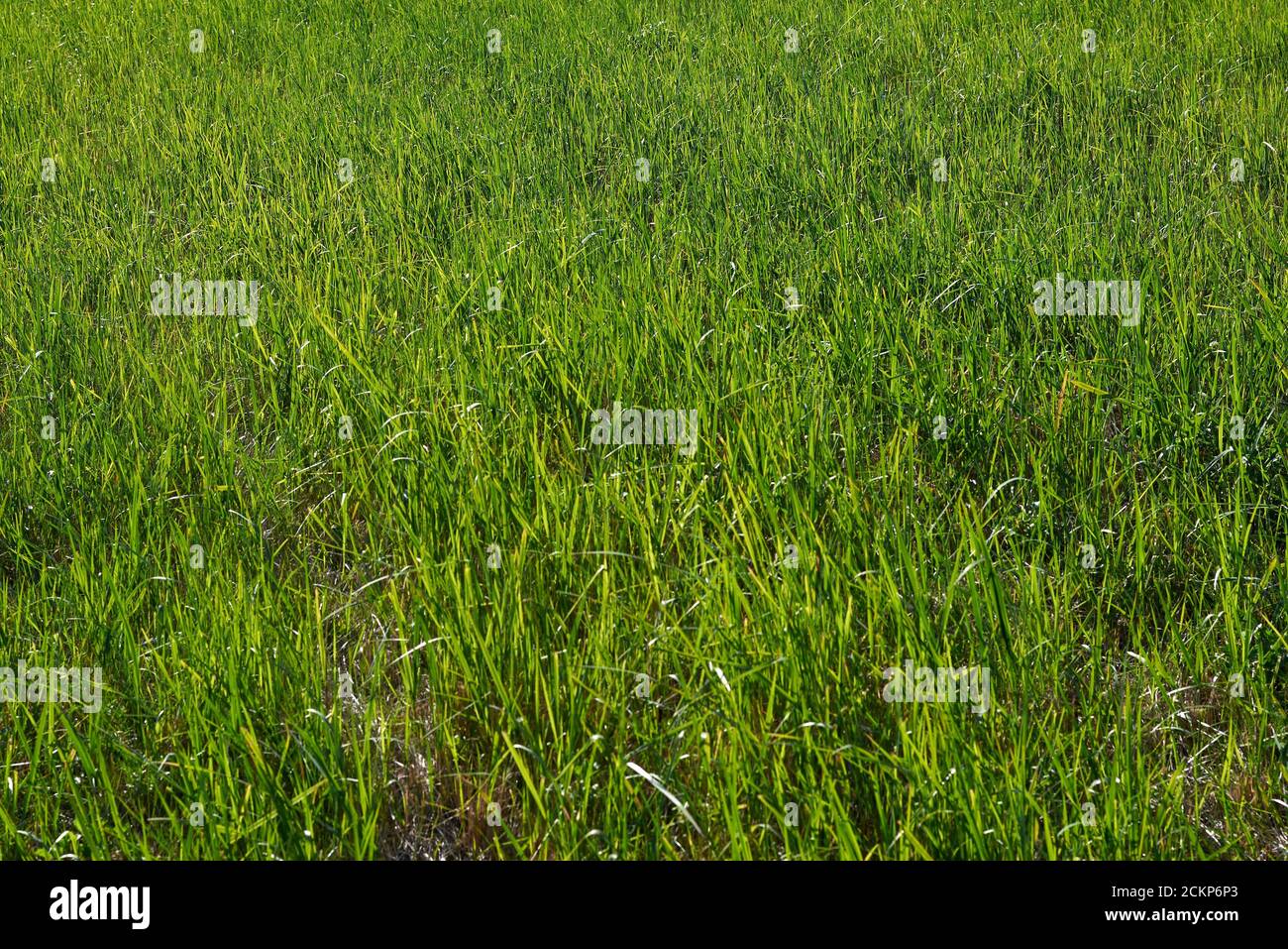 Photo of green young succulent grass in the meadow. Summer time Stock ...