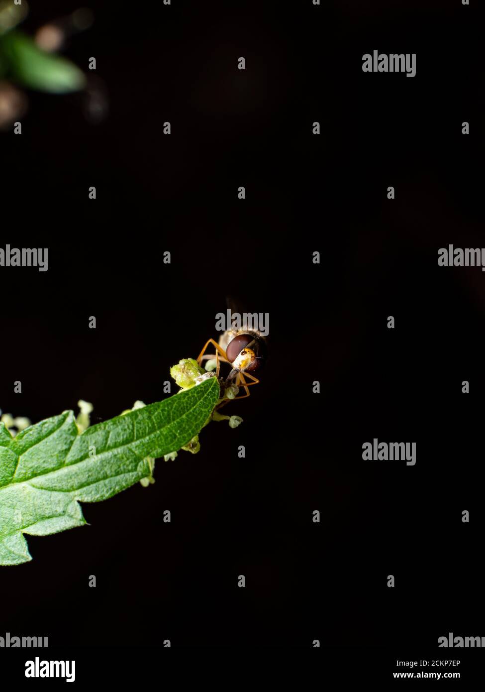 Insect zoology hi-res stock photography and images - Alamy