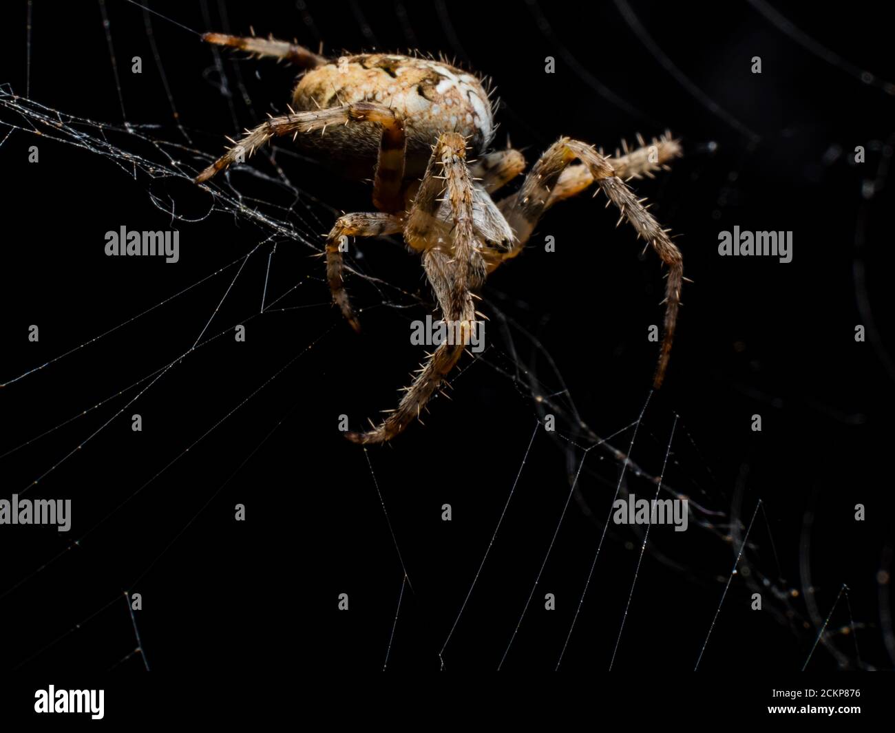 Wildlife spider hi-res stock photography and images - Alamy