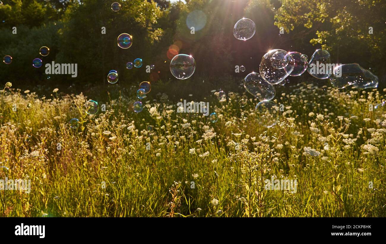 Bright shiny soap bubbles on the background of a flower meadow and ...