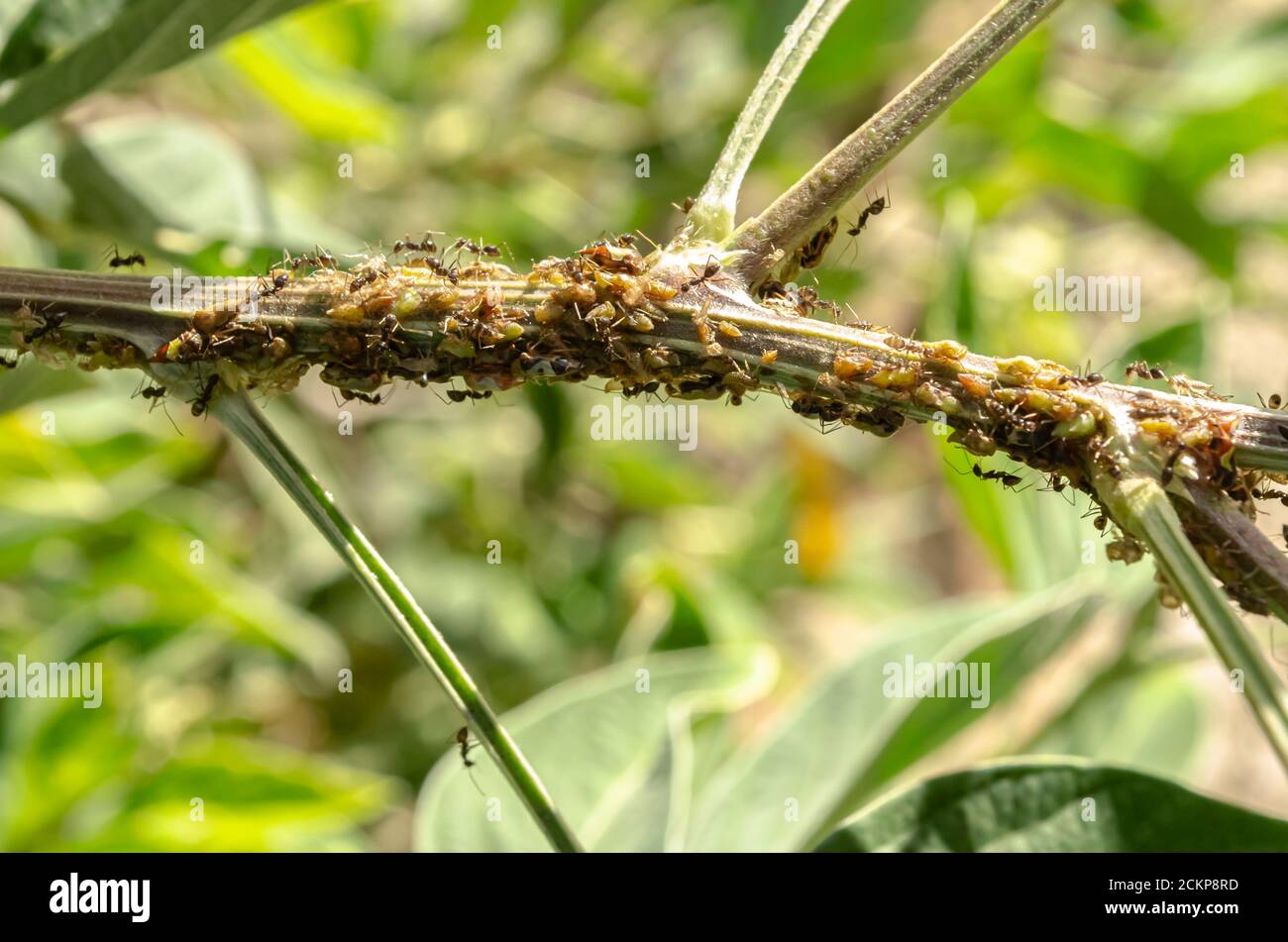 Insects On Branch Of Gungu Tree Stock Photo - Alamy