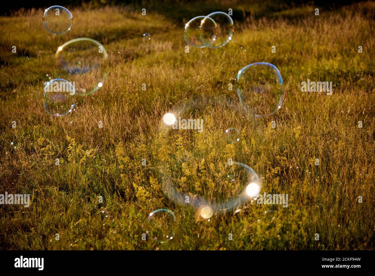 Bright shiny soap bubbles on the background of a meadow and sunlight ...