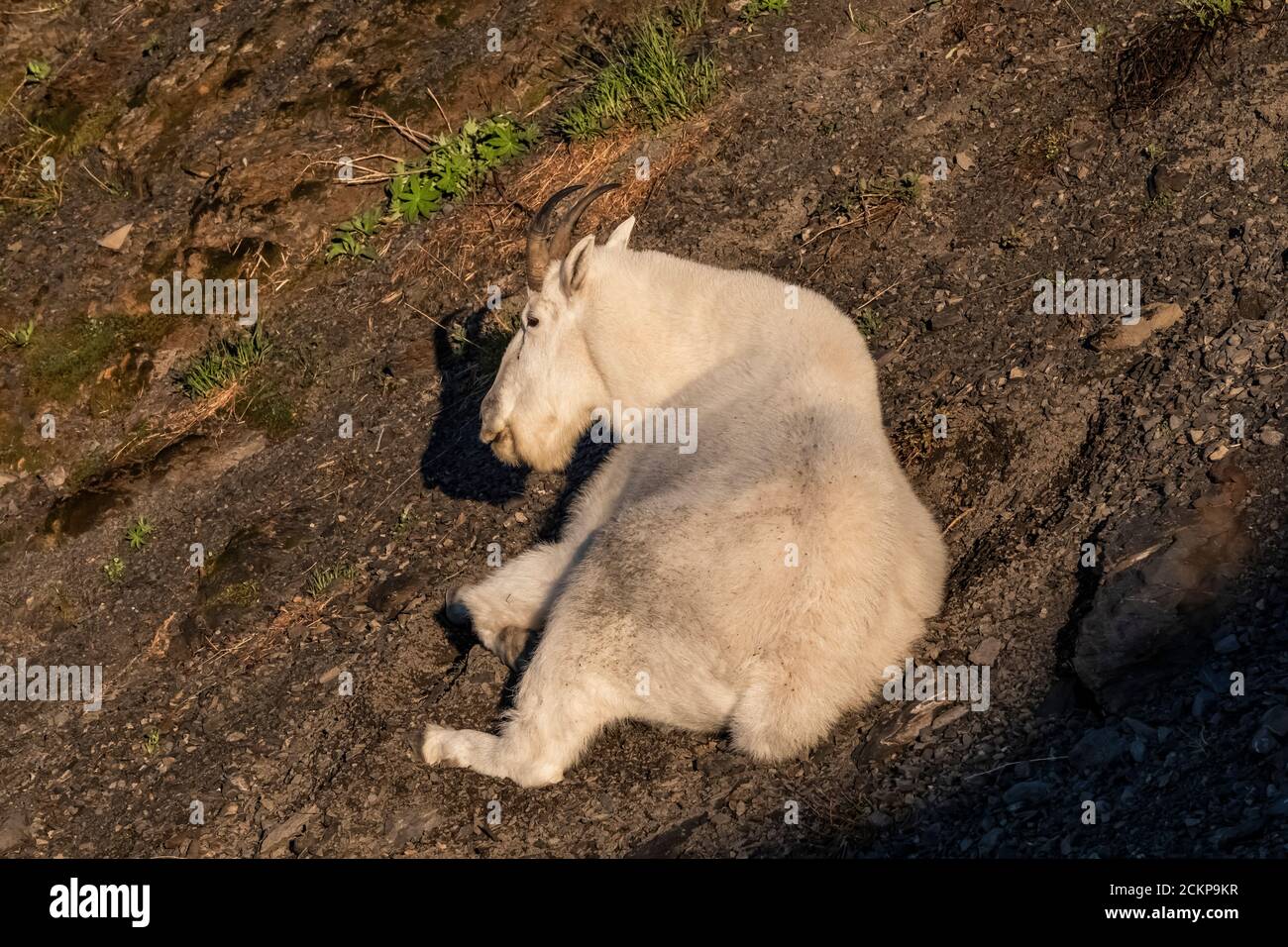 Goat laying down chewing hi-res stock photography and images - Alamy