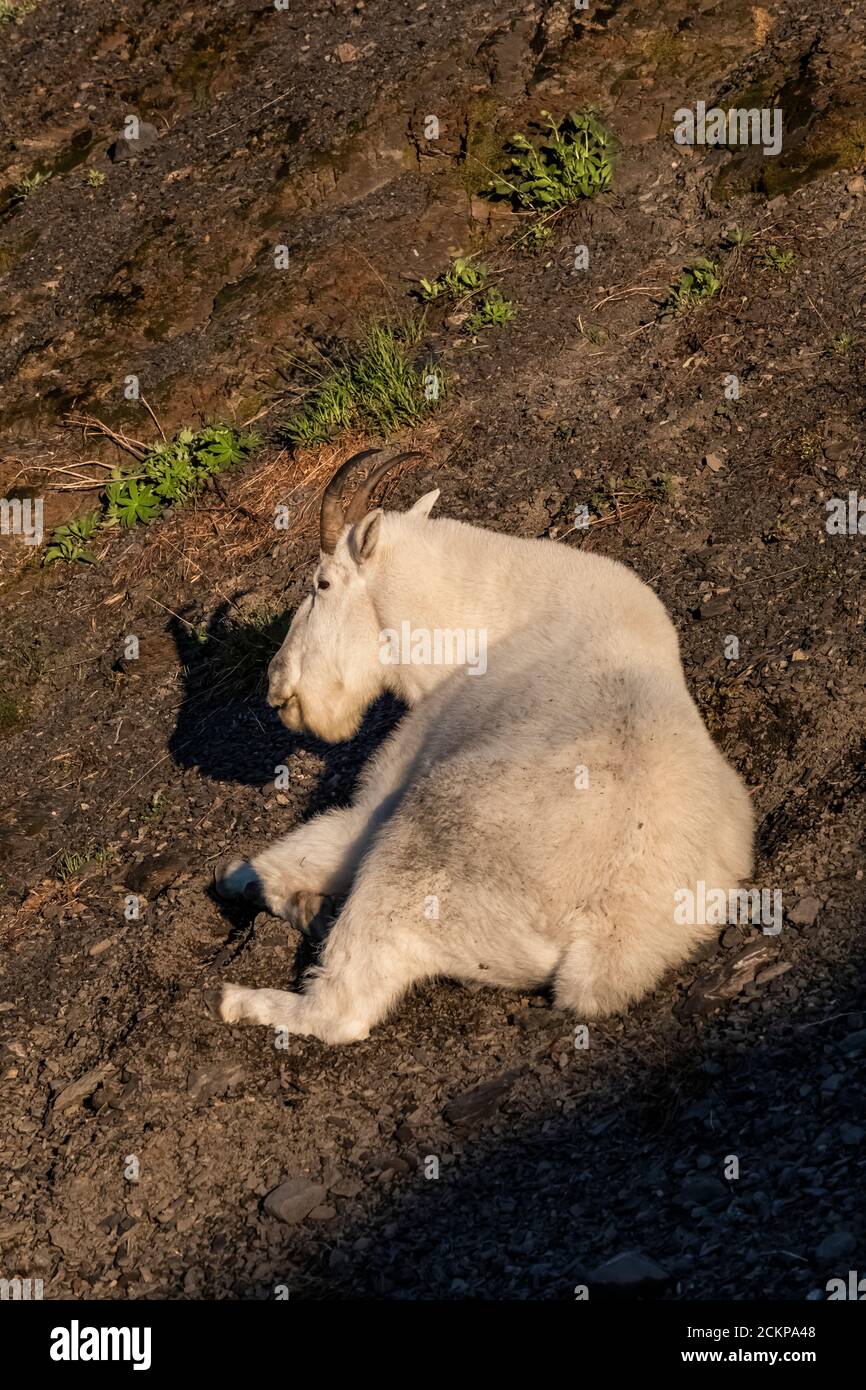 Goat laying down chewing hi-res stock photography and images - Alamy