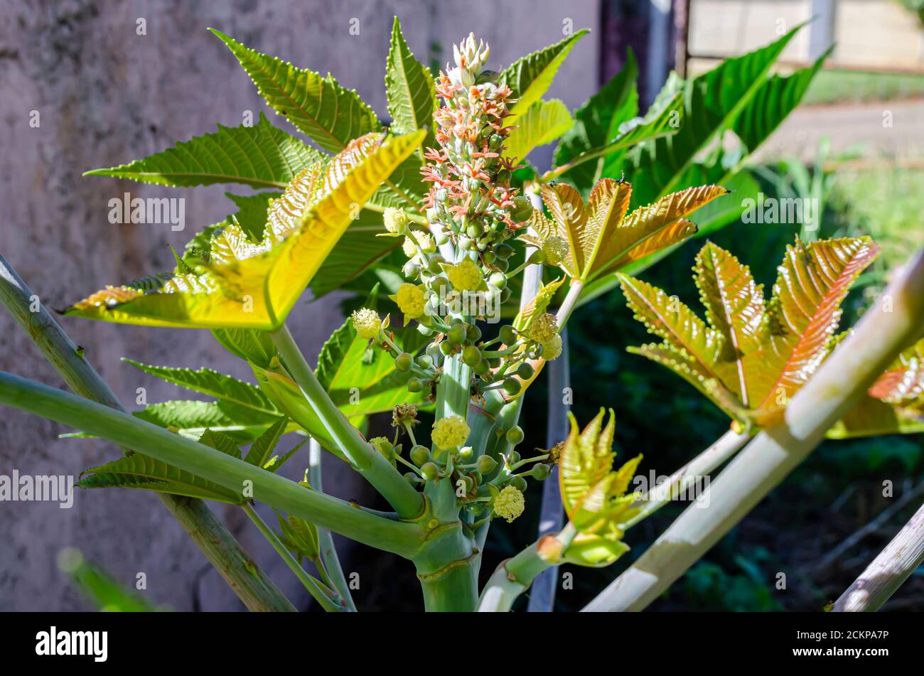 The Top Of A Flowering Oil Nut Tree Stock Photo - Alamy