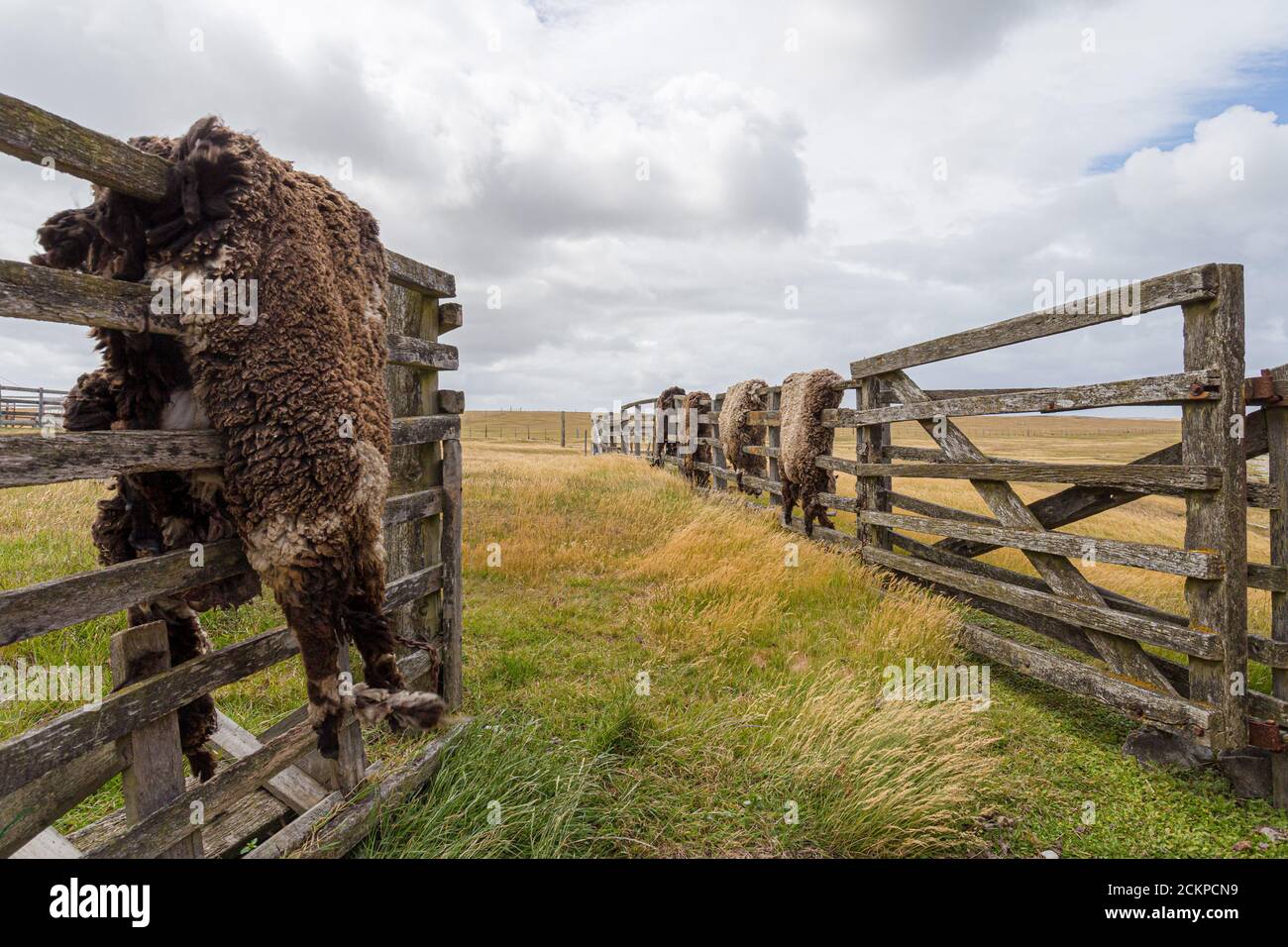 Sheep hides hanging on a wooden fence Stock Photo - Alamy