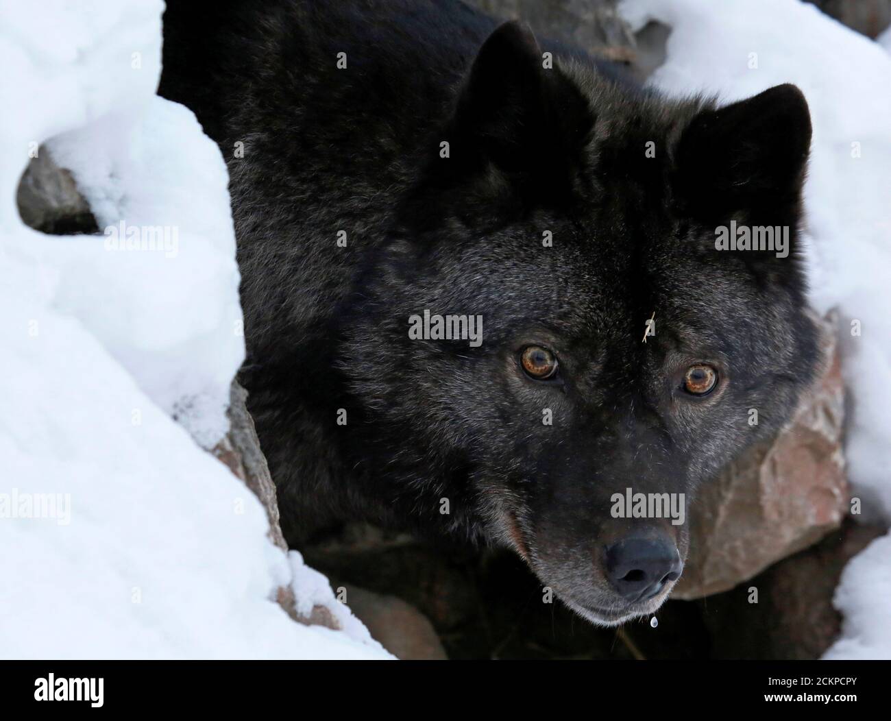 Wolf den inside hi-res stock photography and images - Alamy