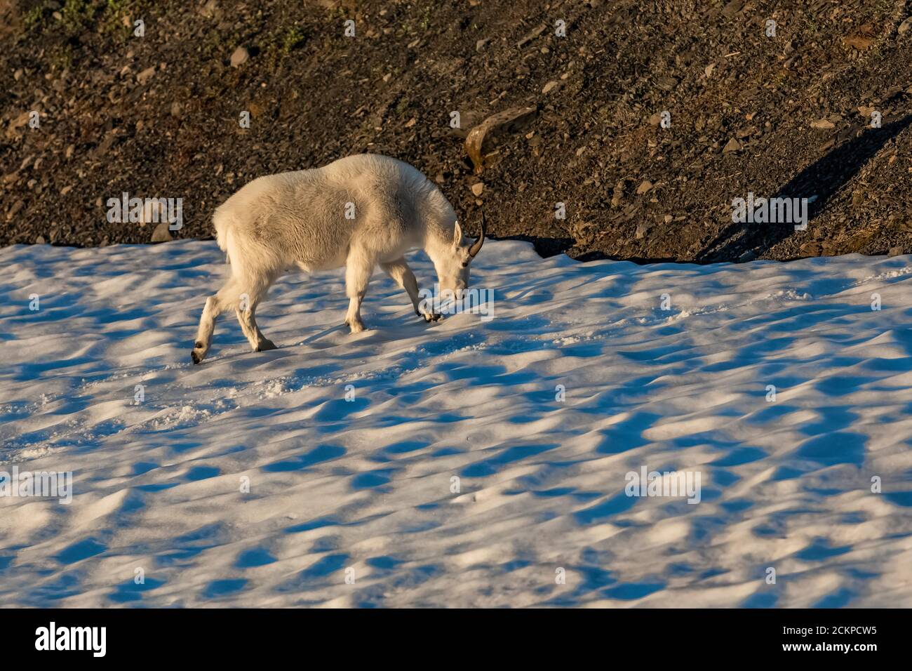 Oreamnos americanus play hi-res stock photography and images - Alamy