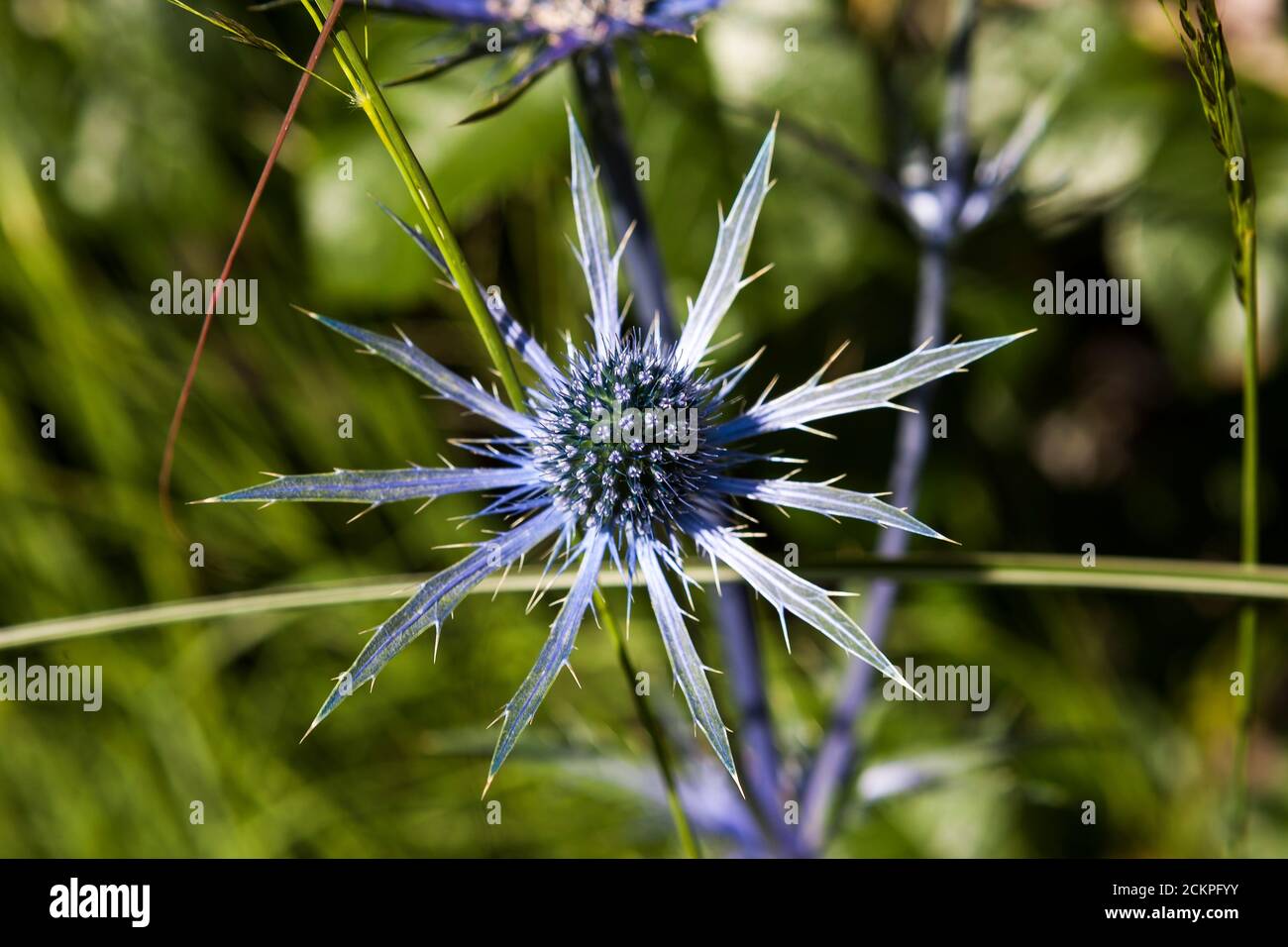 Eryngium Thistle Purple Blue High Resolution Stock Photography and ...