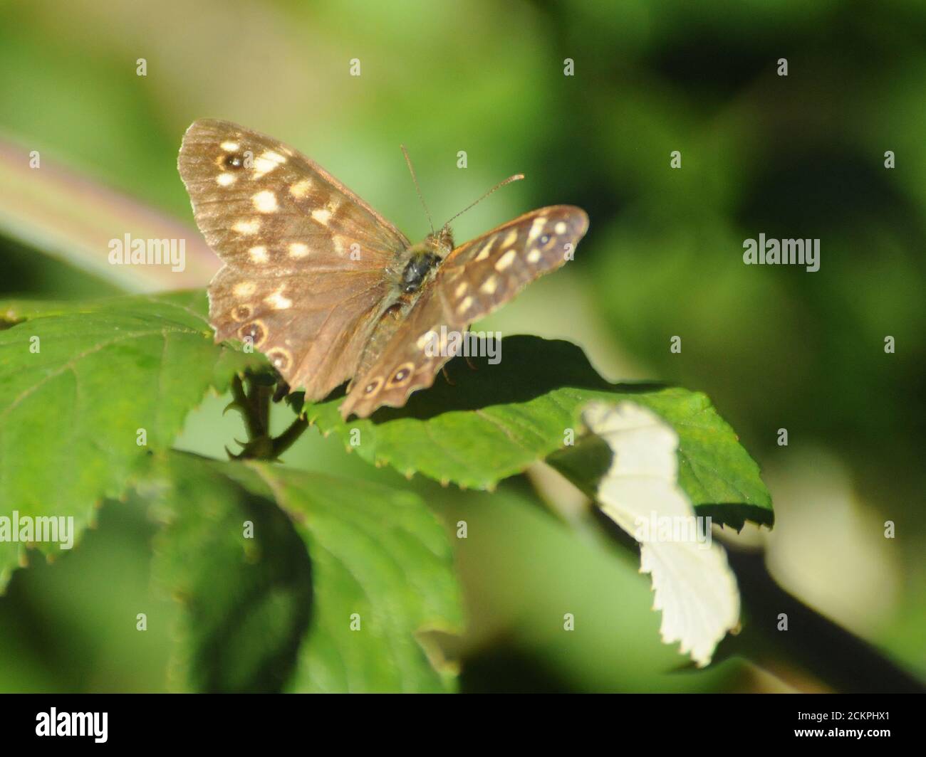 SPECKLED WOOD BUTTERFLY Stock Photo - Alamy