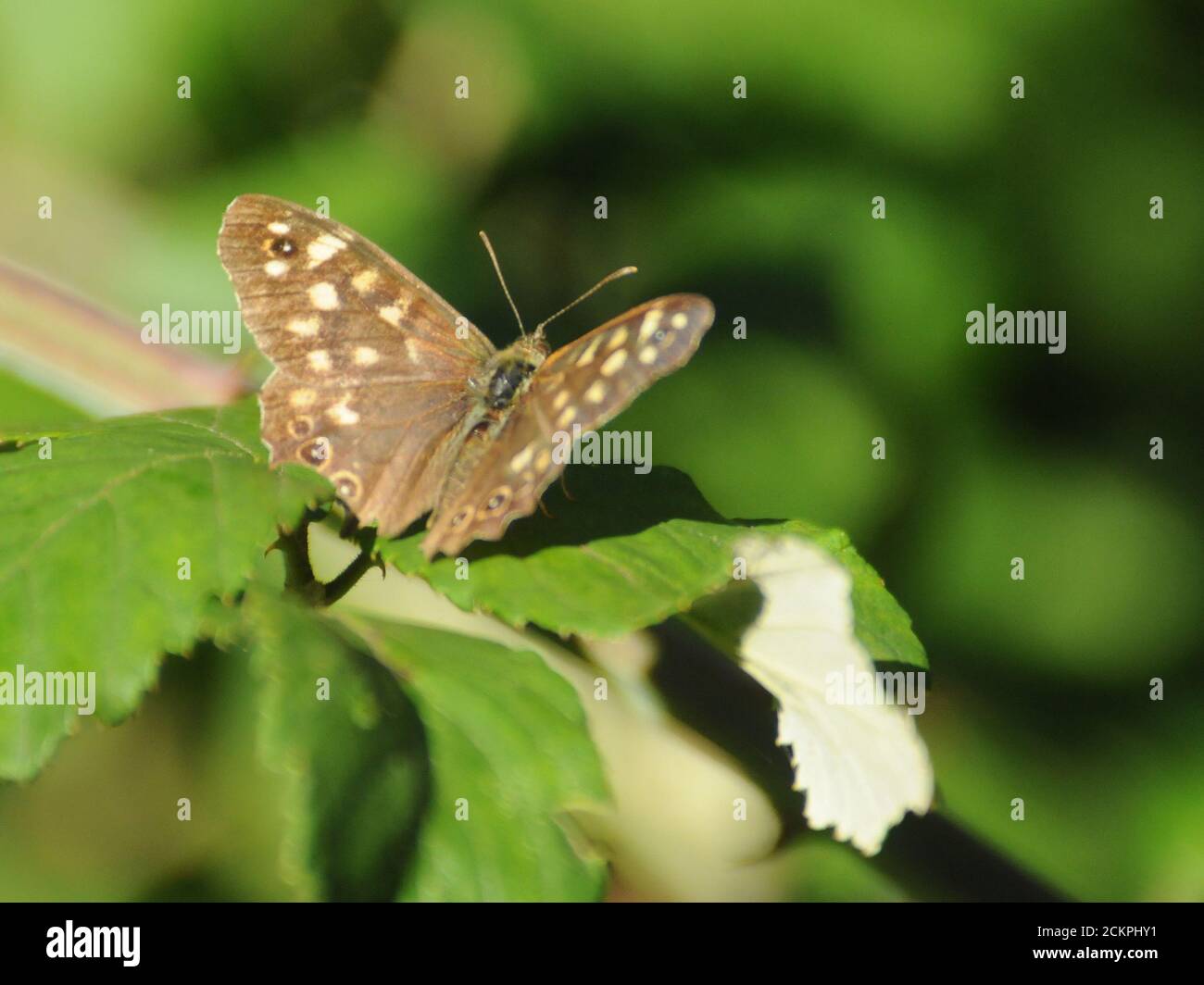Wood butterfly hi-res stock photography and images - Alamy