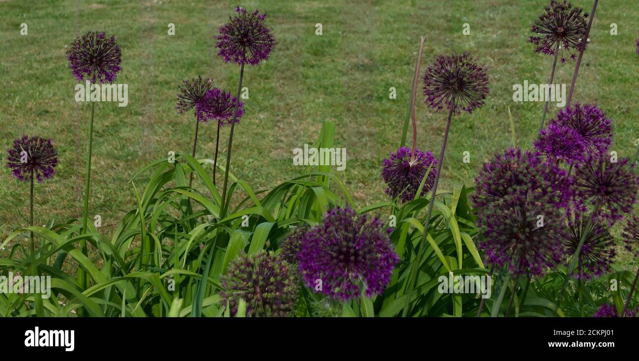 Beautiful display of allium heads in lawned garden in summer Stock ...