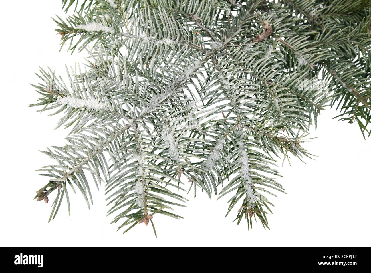 Evergreen tree branch isolated on white background Stock Photo - Alamy Evergreen tree branch isolated on white background Stock Photo - Alamy