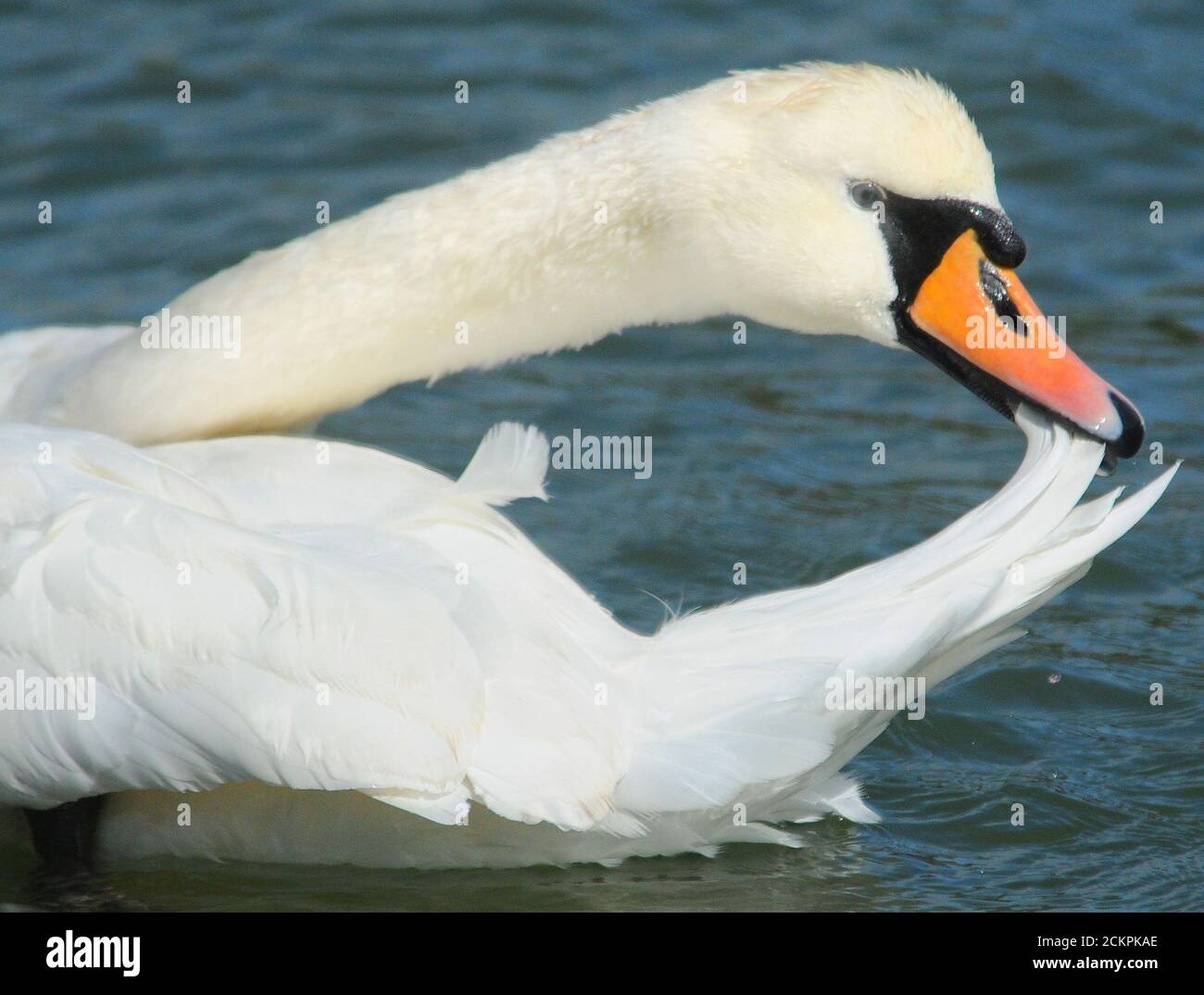 Swans in water hi-res stock photography and images - Alamy