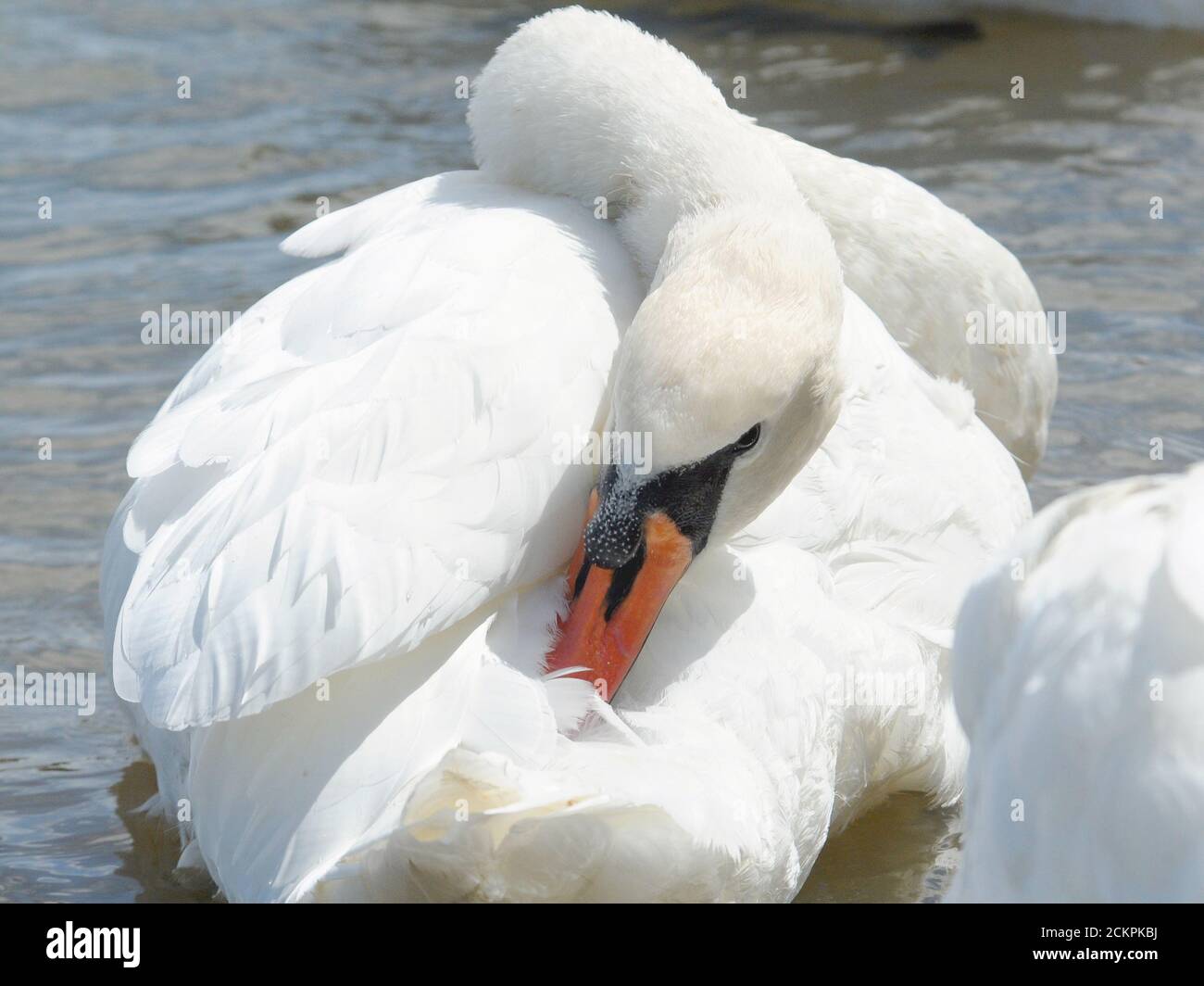 Bird swan hi-res stock photography and images - Alamy