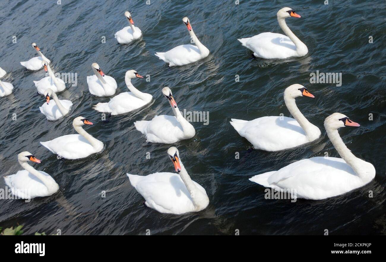 Do not feed the swans hi-res stock photography and images - Alamy
