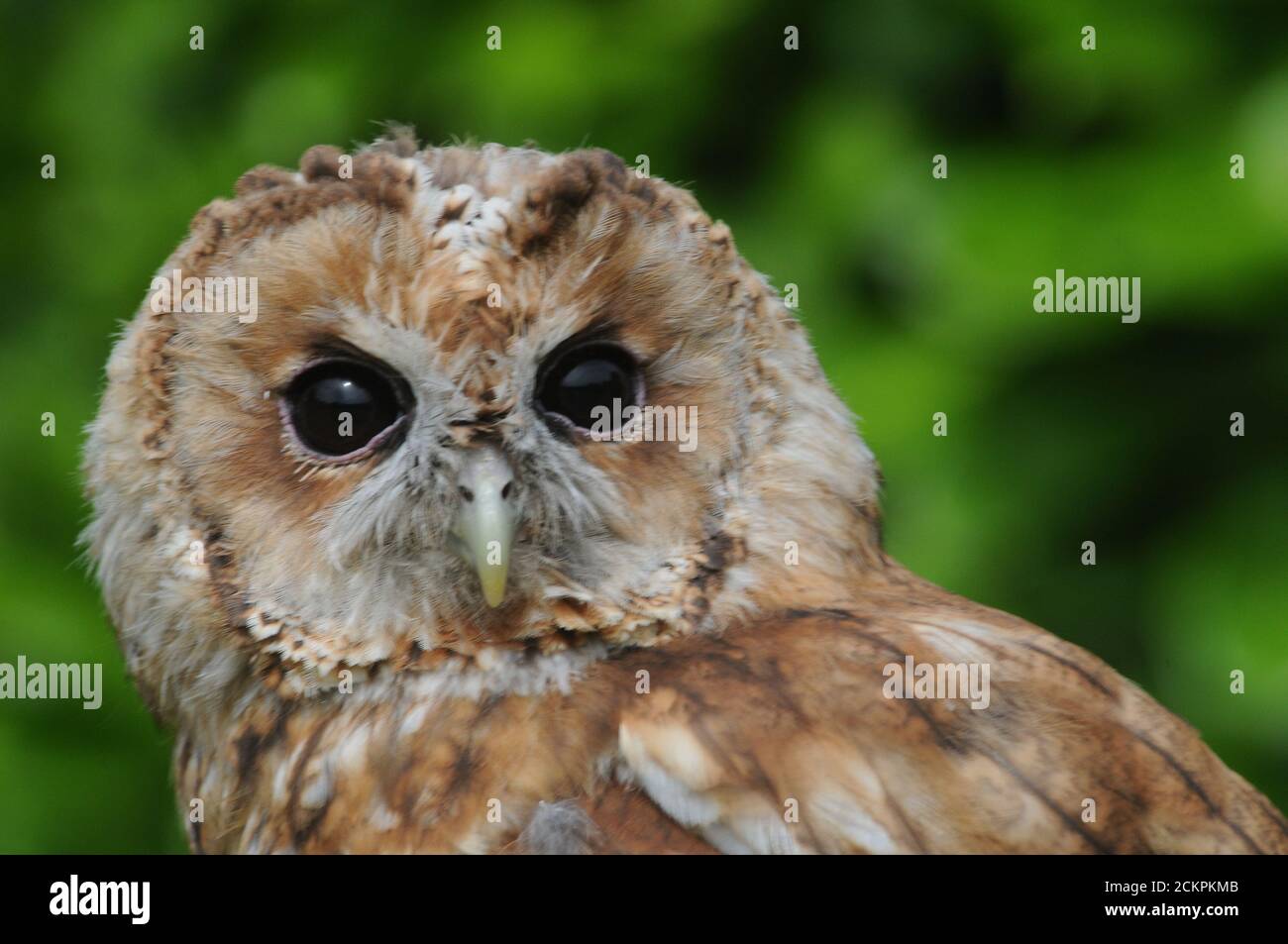 Woodland owl hi-res stock photography and images - Alamy