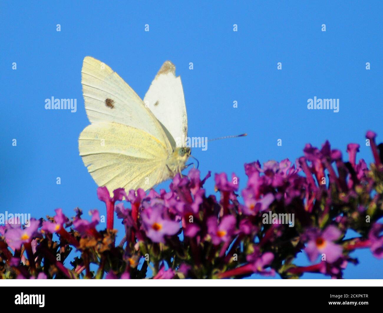 Common white flower hi-res stock photography and images - Alamy