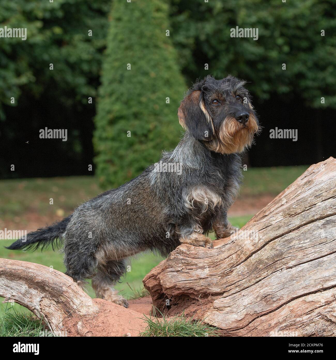 miniature wirehaired dachshund dog Stock Photo - Alamy