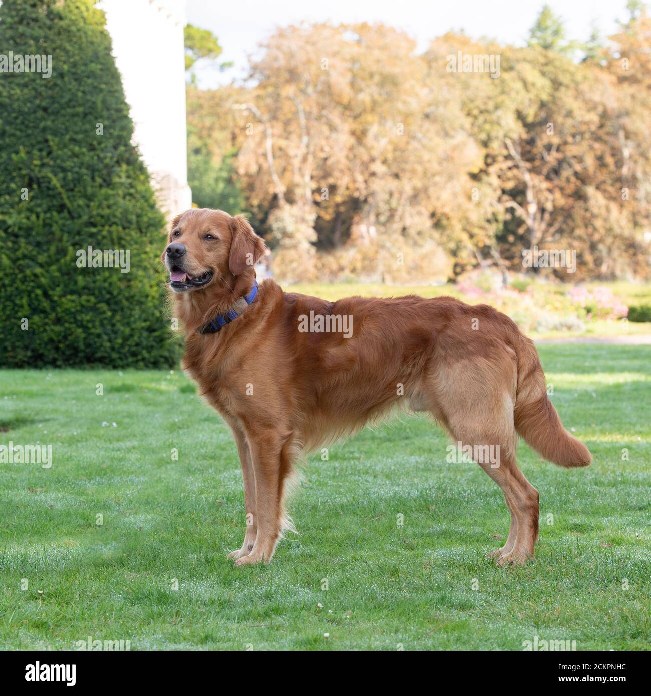 Male dog breed golden retriever hi-res stock photography and images - Alamy