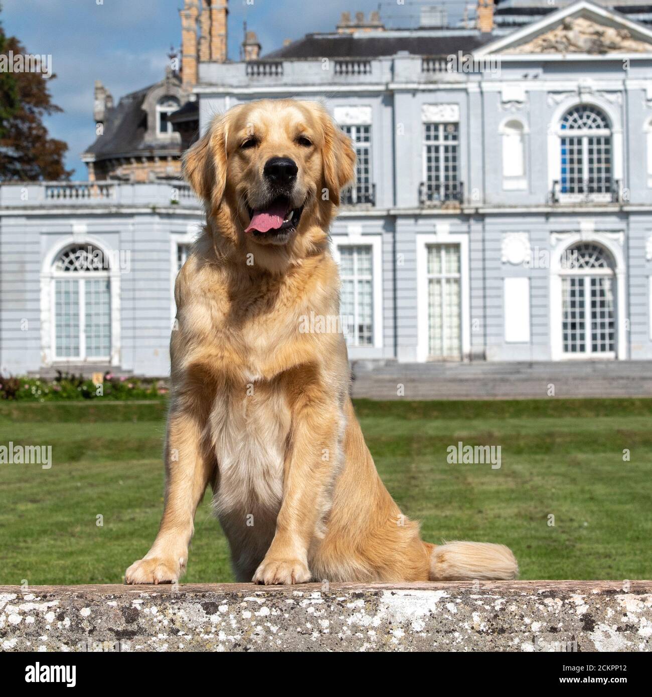 Golden retriever side view hi-res stock photography and images - Alamy