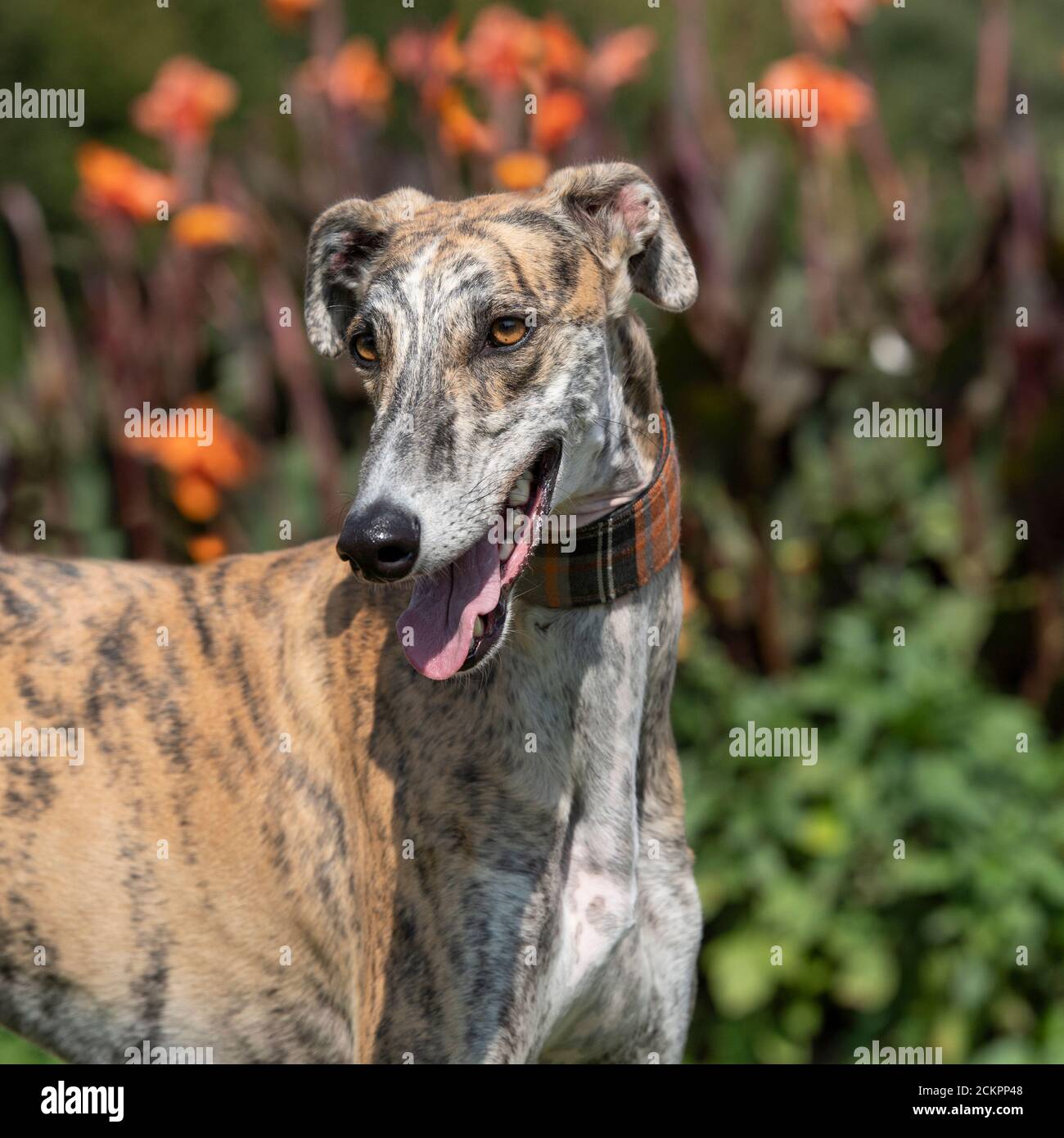 Brindle dog collar hi-res stock photography and images - Alamy