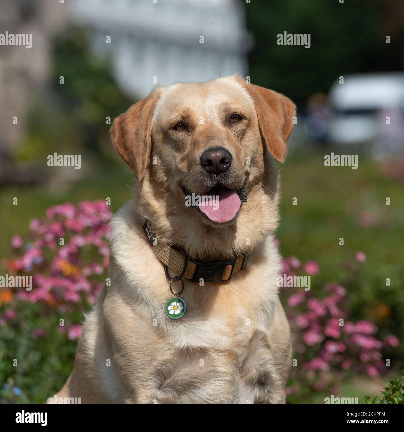 labrador retriever dog, yellow Stock Photo - Alamy