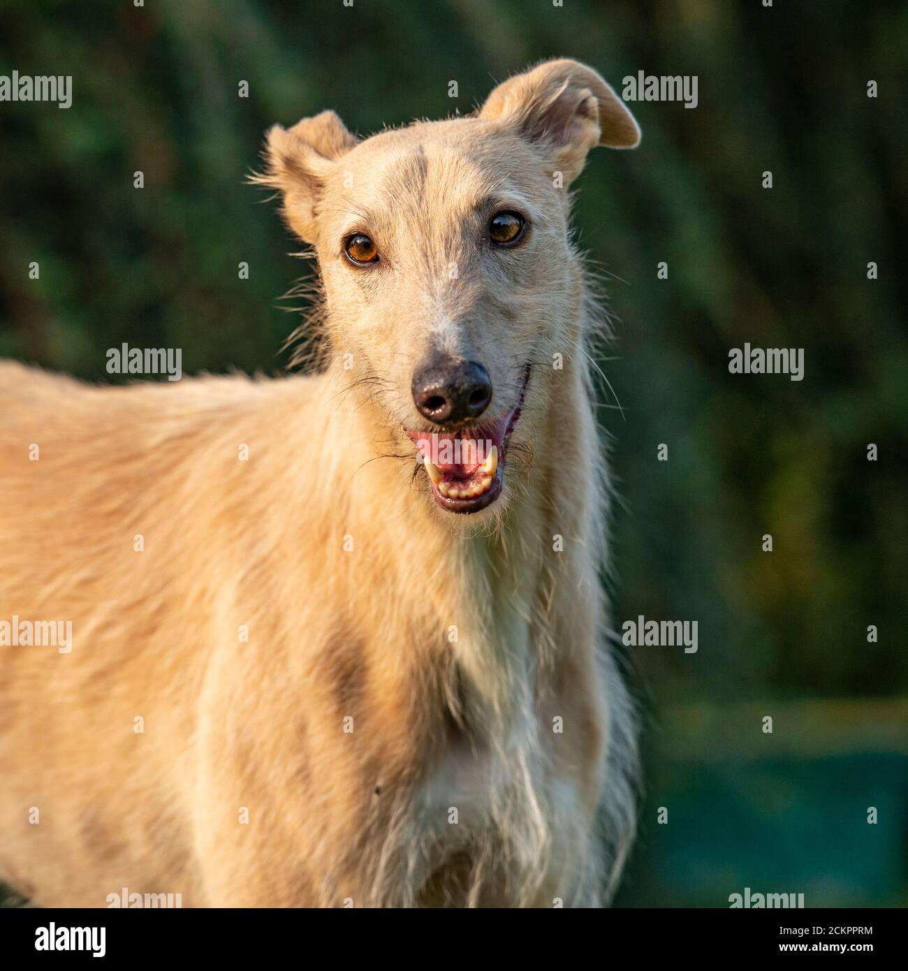Lurcher Dog Head High Resolution Stock Photography and Images - Alamy