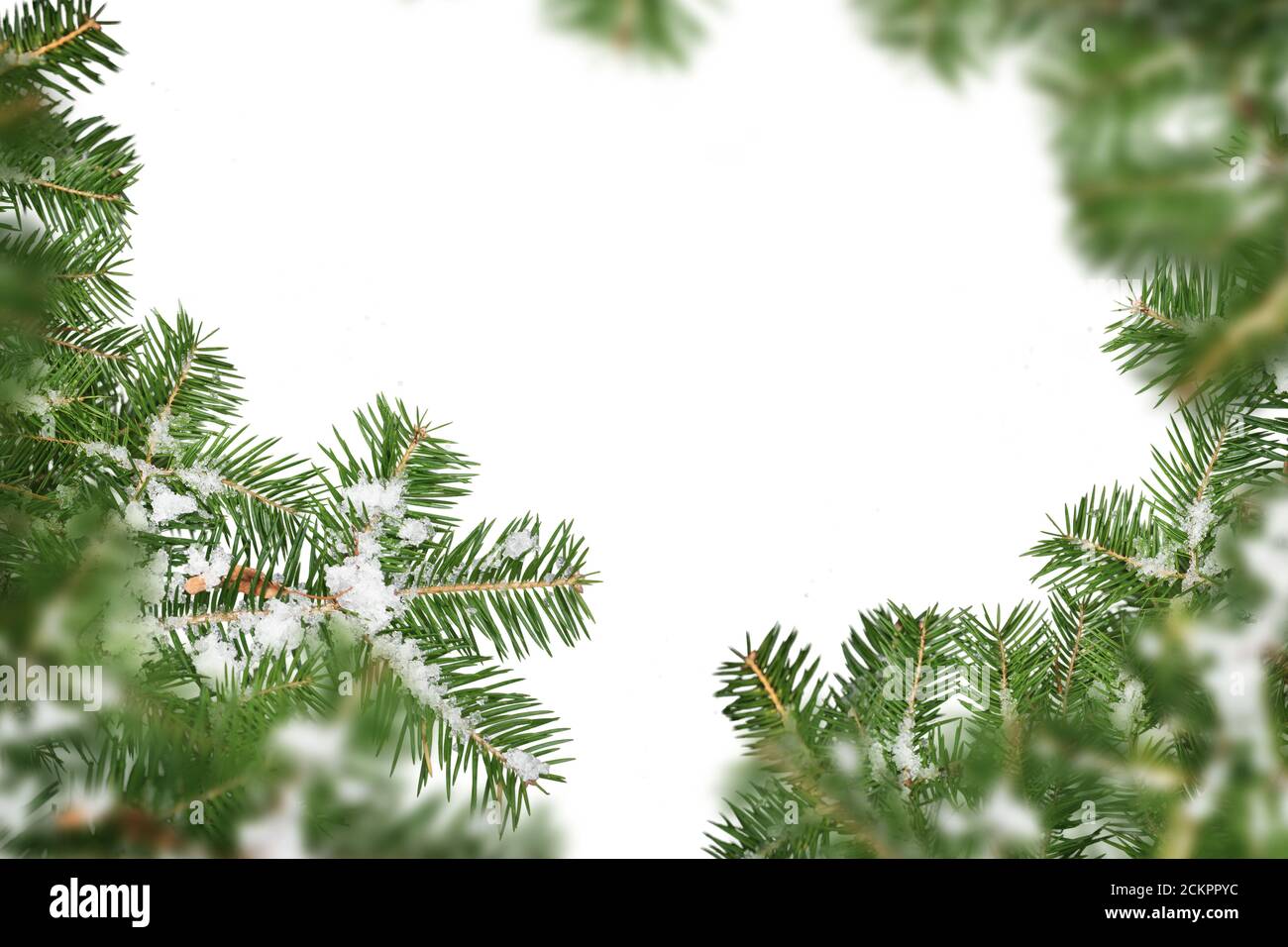 Evergreen tree branches isolated on white background Stock Photo - Alamy