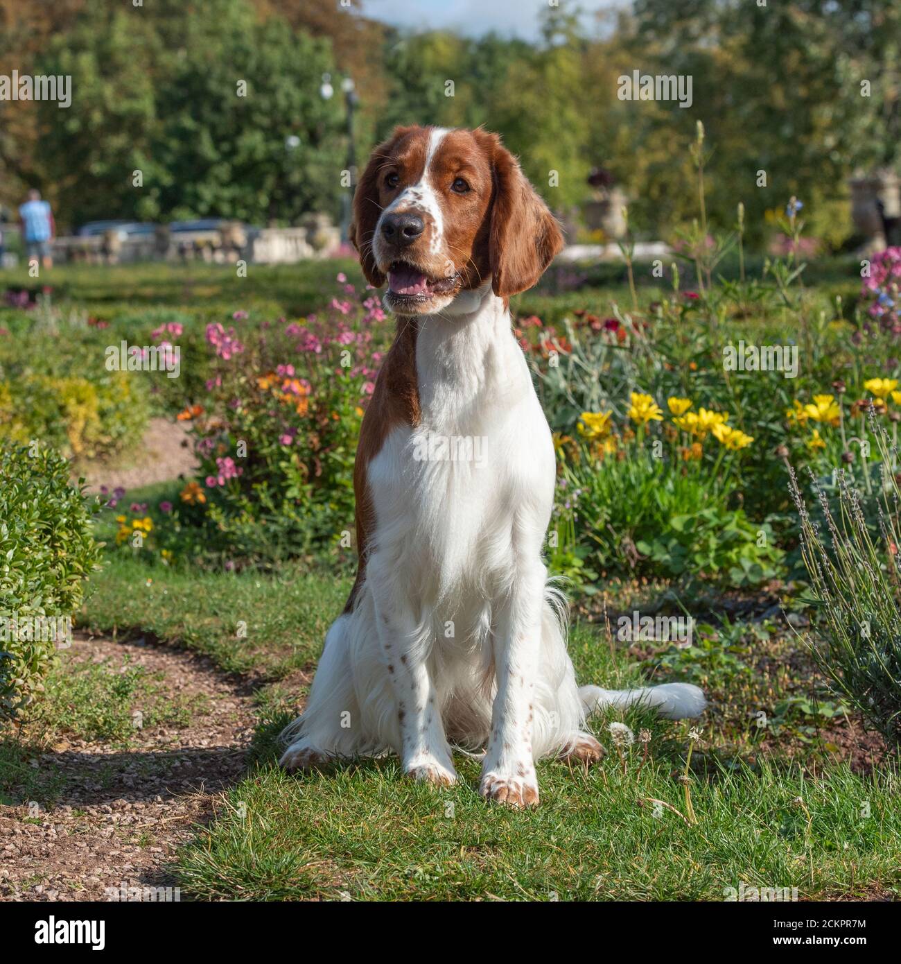 welsh springer spaniel dog Stock Photo - Alamy