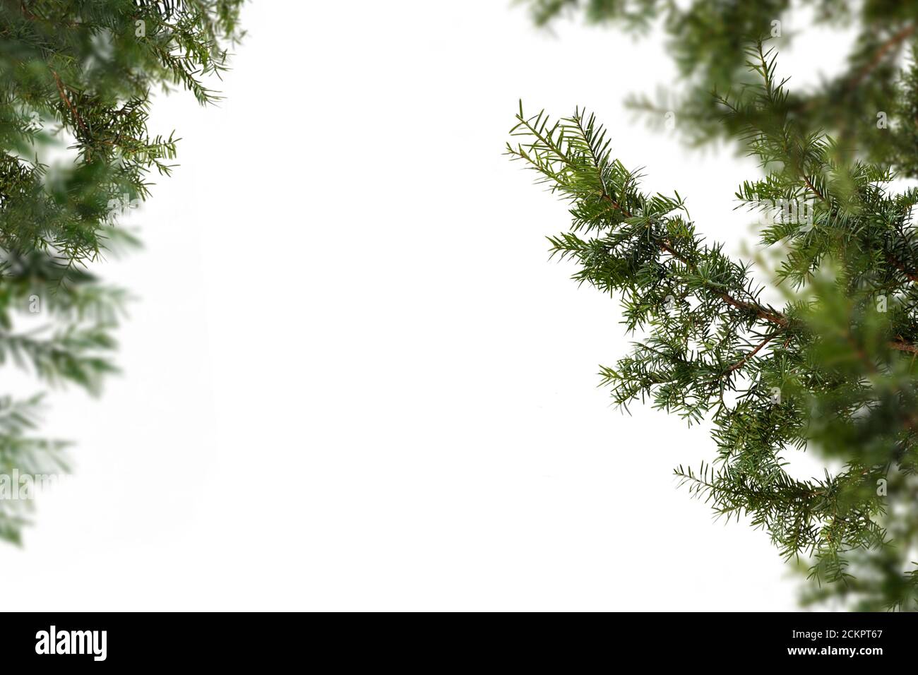 Evergreen tree branches isolated on white background Stock Photo - Alamy