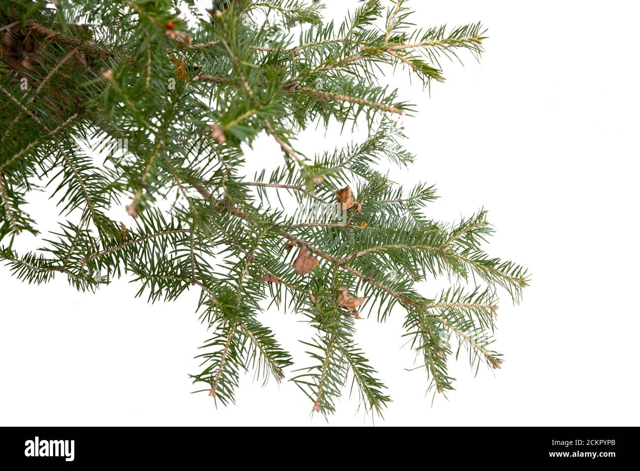 Evergreen tree branch isolated on white background Stock Photo - Alamy