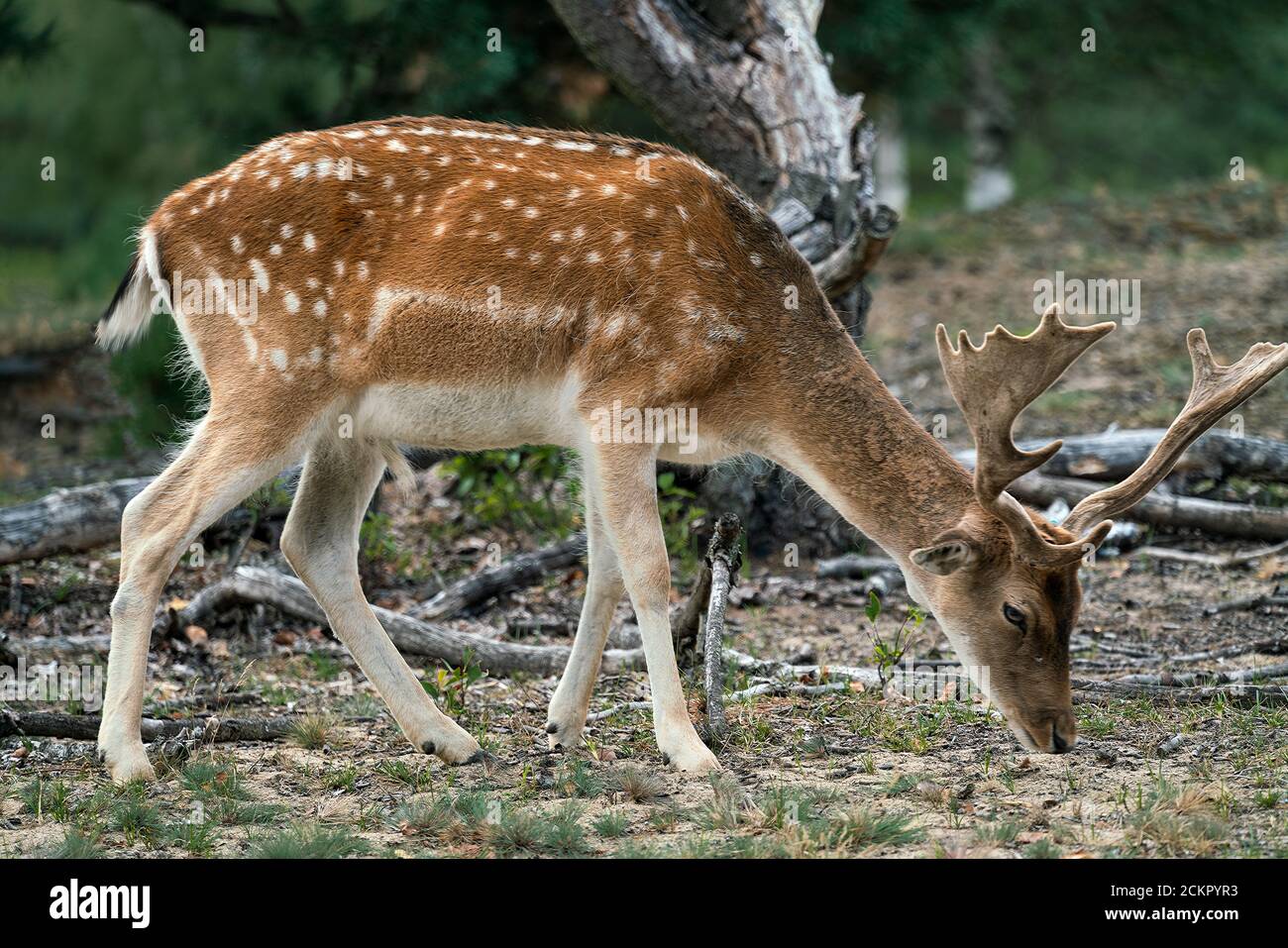 Young deer grazing in a german forest in Brandenburg Germany Stock ...