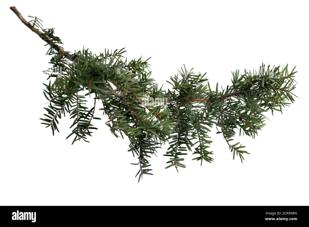 Evergreen tree branch isolated on white background Stock Photo - Alamy