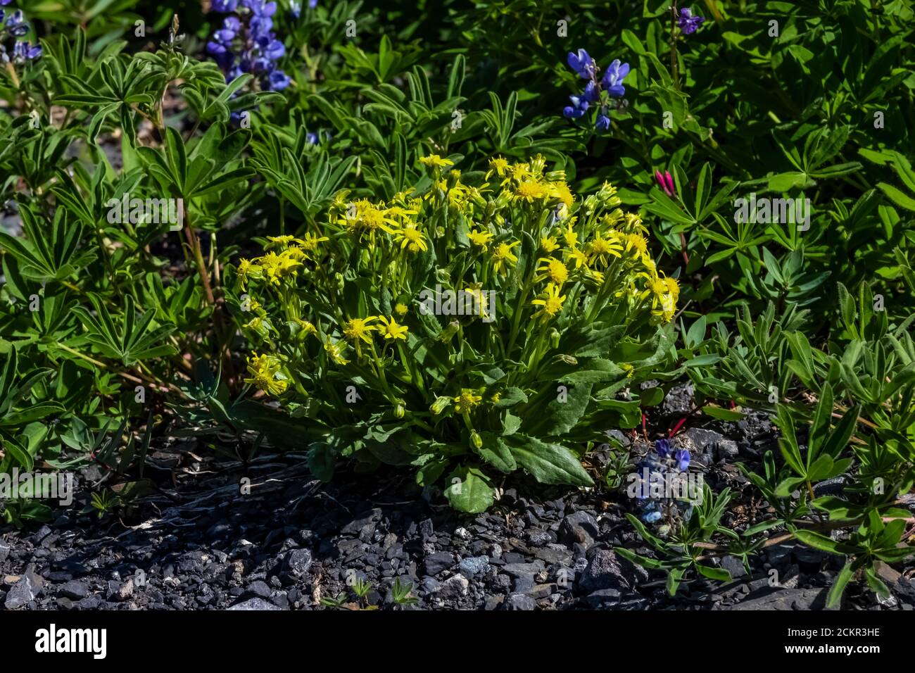Elmer's Ragwort, Senecio elmeri, blooming on Heliotrope Ridge below ...