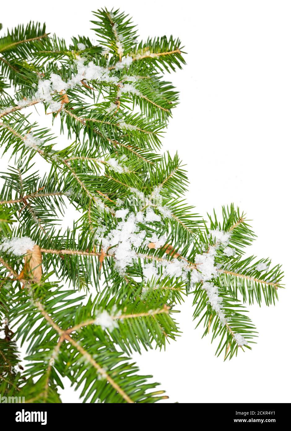 Evergreen tree branch isolated on white background Stock Photo - Alamy