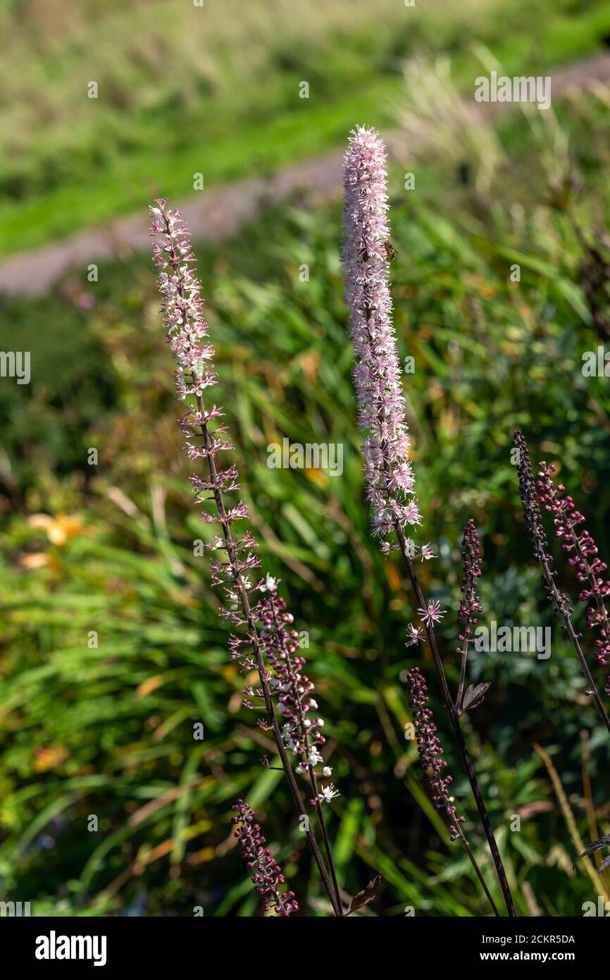 Bugbane hi-res stock photography and images - Alamy