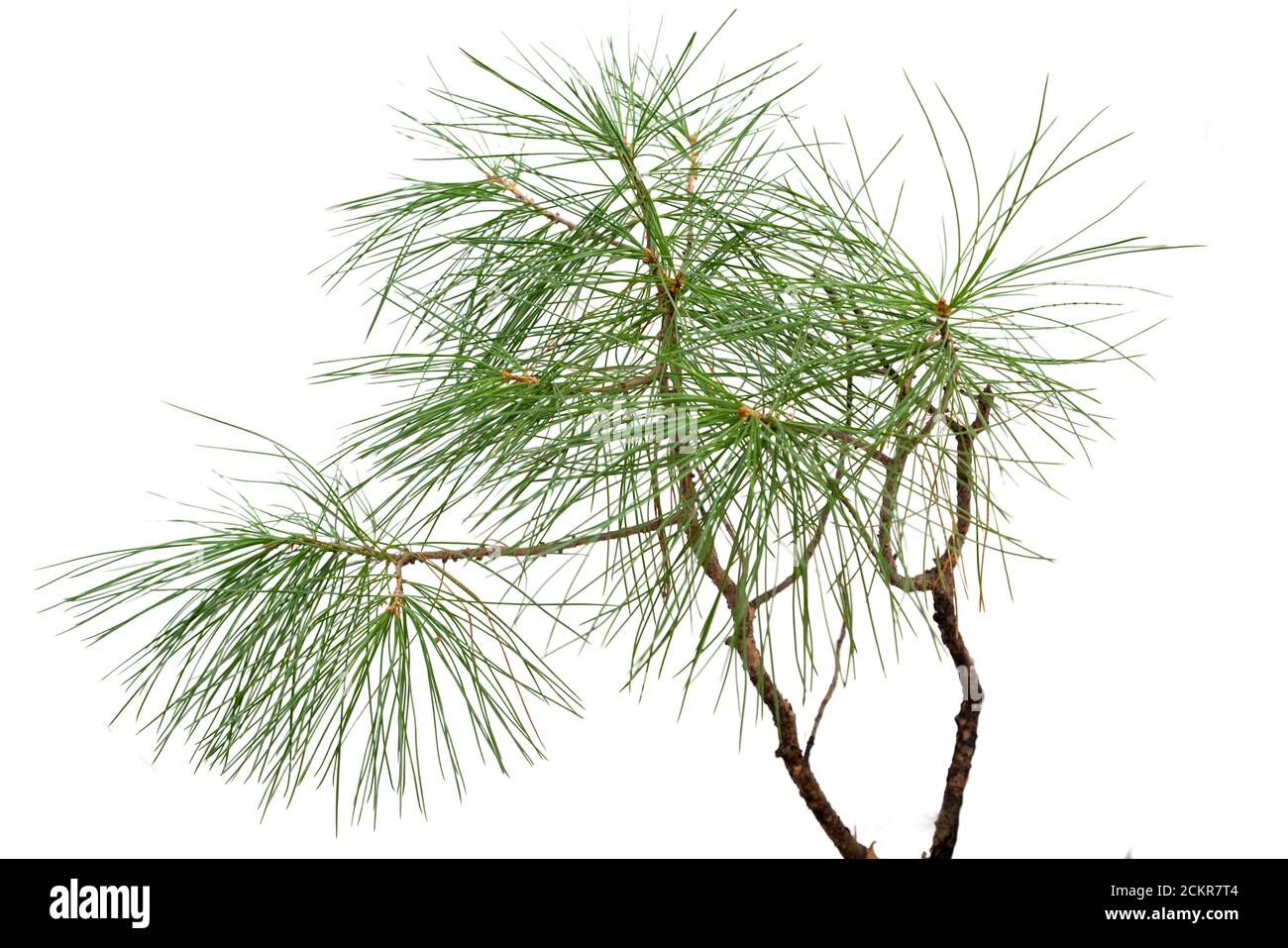 Evergreen tree branch isolated on white background Stock Photo - Alamy