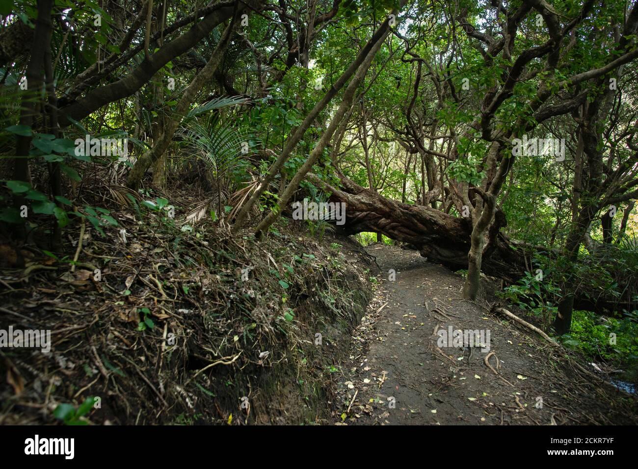 Auckland forest hi-res stock photography and images - Alamy