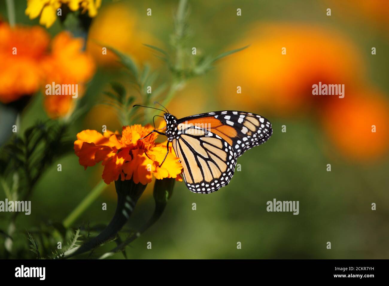 Dead Monarch Butterfly High Resolution Stock Photography and Images - Alamy