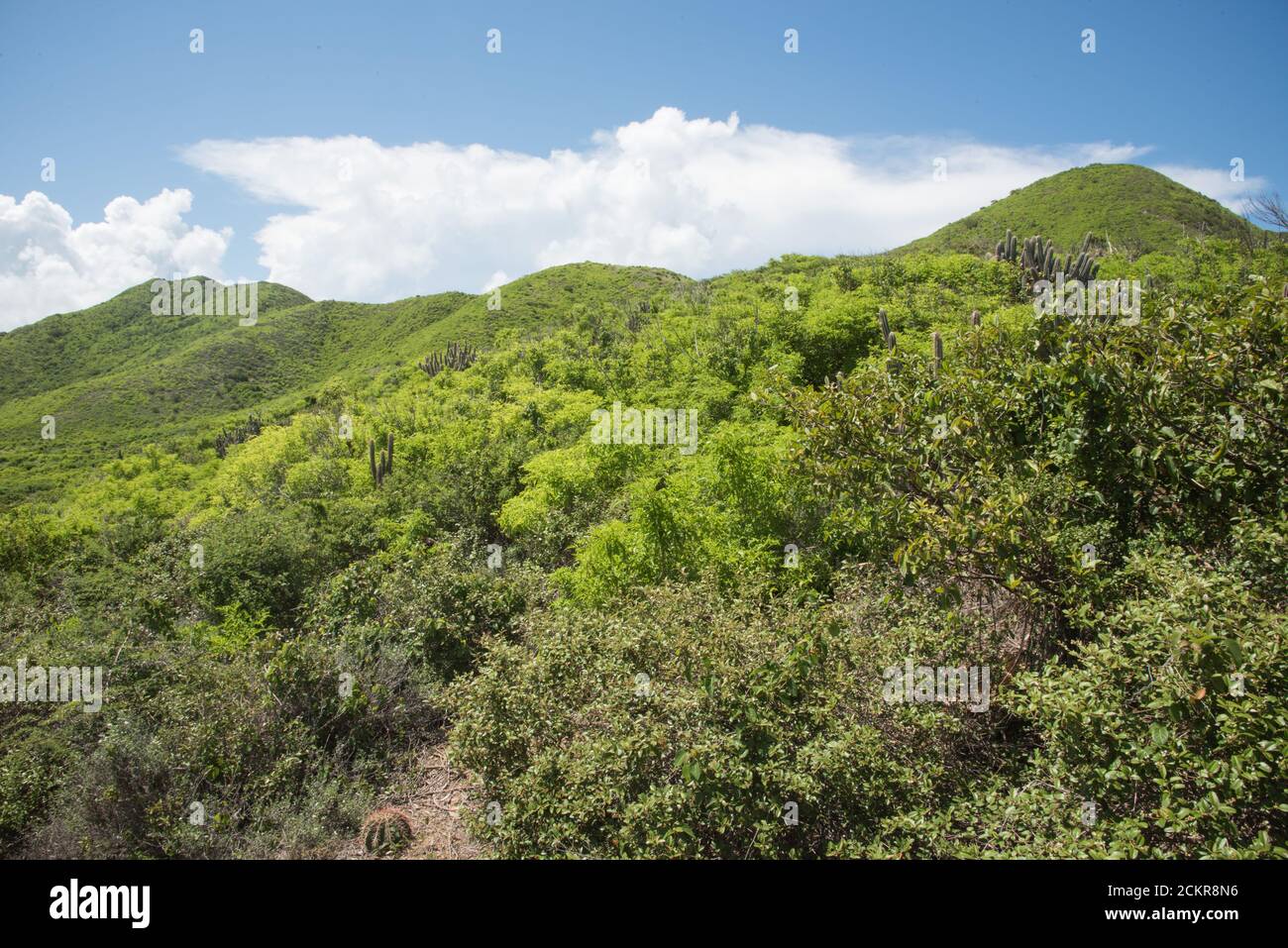 Native plants growing in the lush, rolling landscape on a sunny day on ...