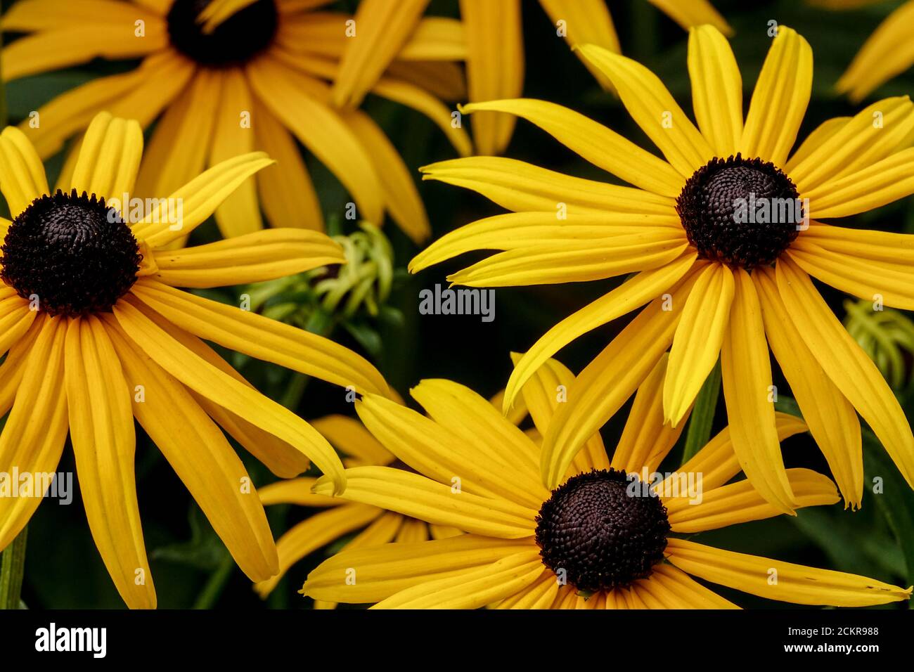 Rudbeckia fulgida goldsturm hi-res stock photography and images - Alamy