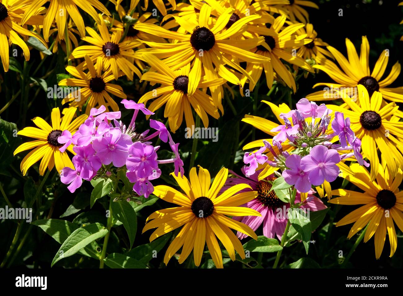 Rudbeckia fulgida goldsturm hi-res stock photography and images - Alamy