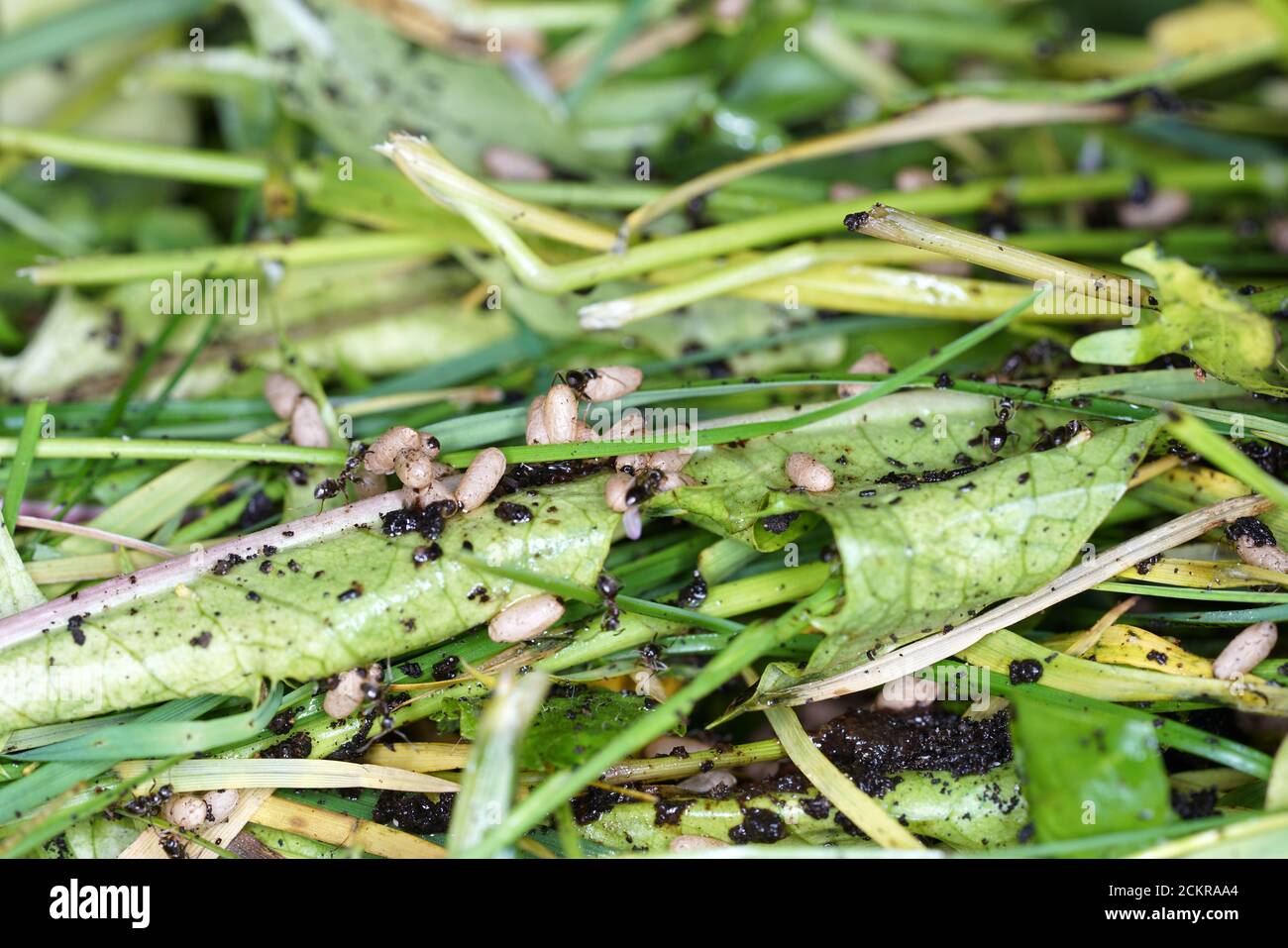 Closeup shot of a lot of insects on green grass Stock Photo - Alamy
